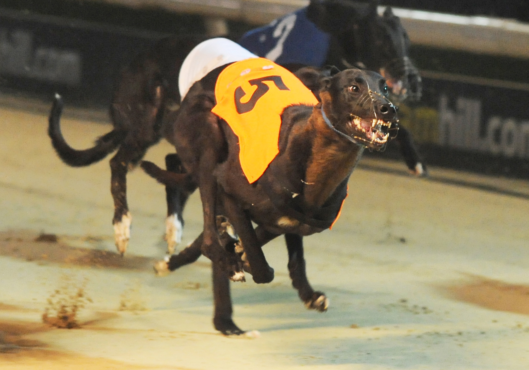 DERBY THIRD ROUND REVIEW & DRAW - Greyhound Star | News from the ...