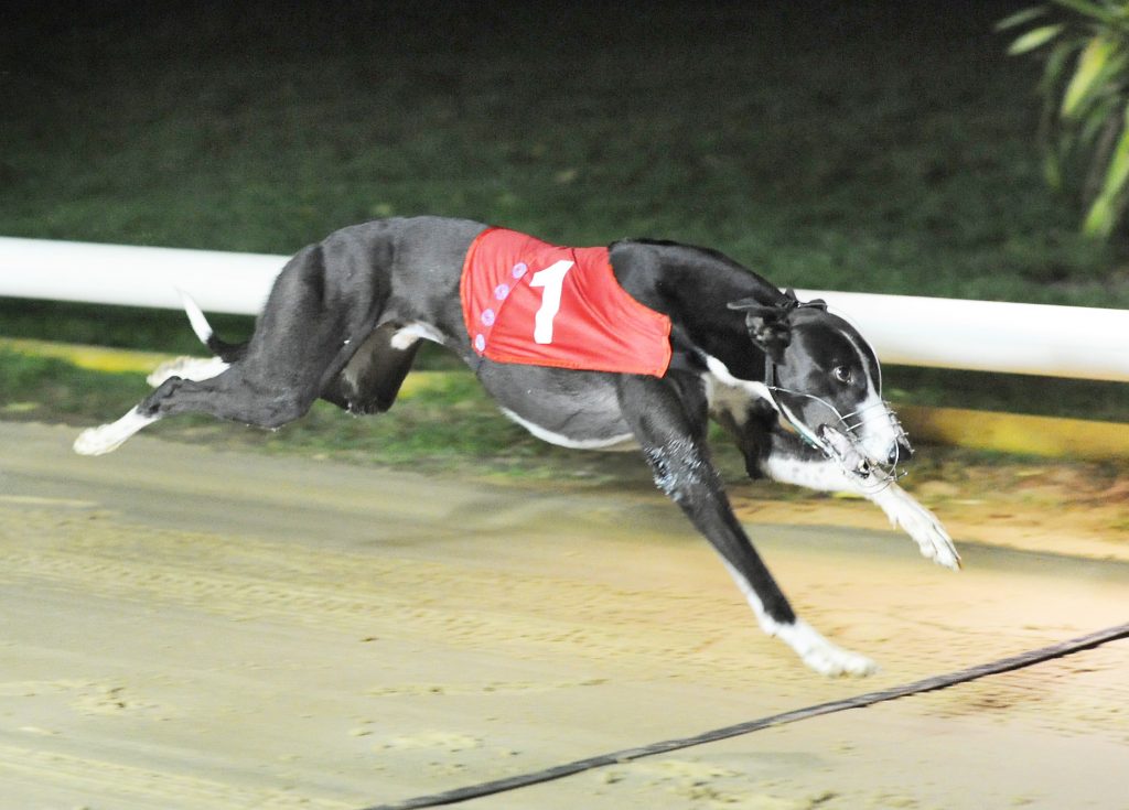 HENLOW DERBY REVIEW - Greyhound Star | News from the Greyhound Industry