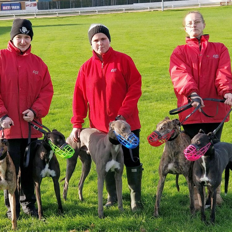 Kinsley - Greyhound Star | News from the Greyhound Industry