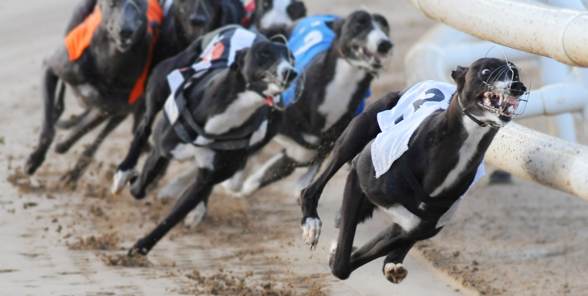 HENLOW DERBY SEMI FORM - Greyhound Star | News from the Greyhound Industry