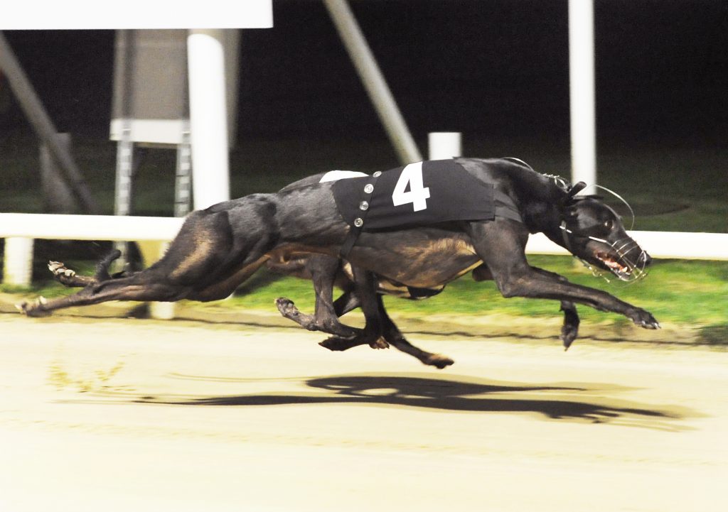 GREYHOUND DERBY ANTE-POST PREVIEW - Greyhound Star | News from the ...