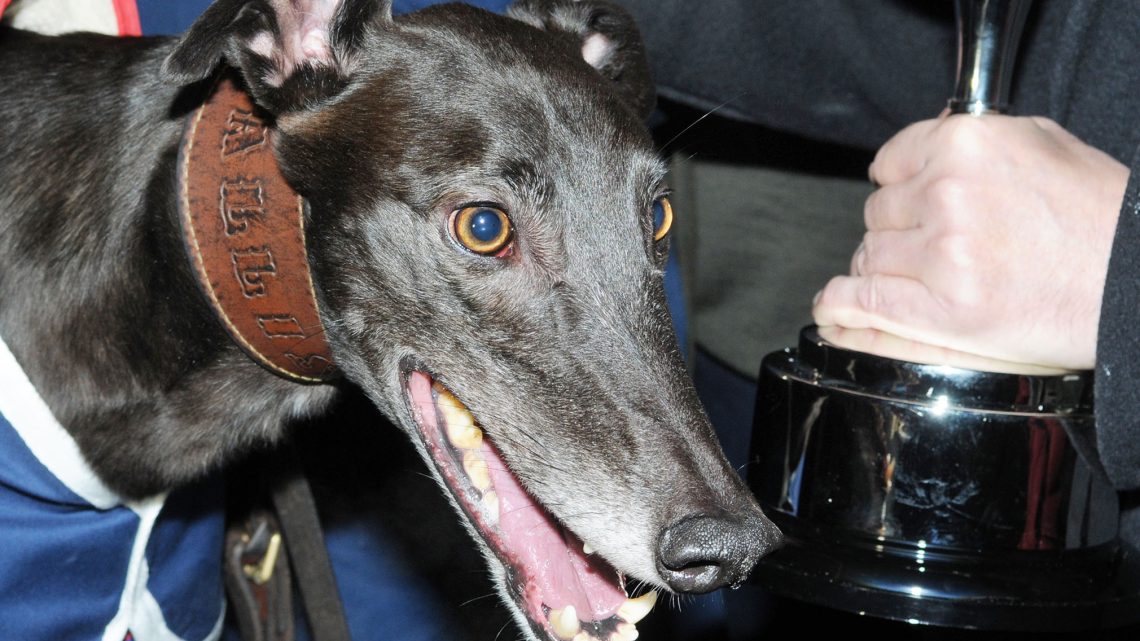 PERRY BARR REVIEW - Greyhound Star | News from the Greyhound Industry