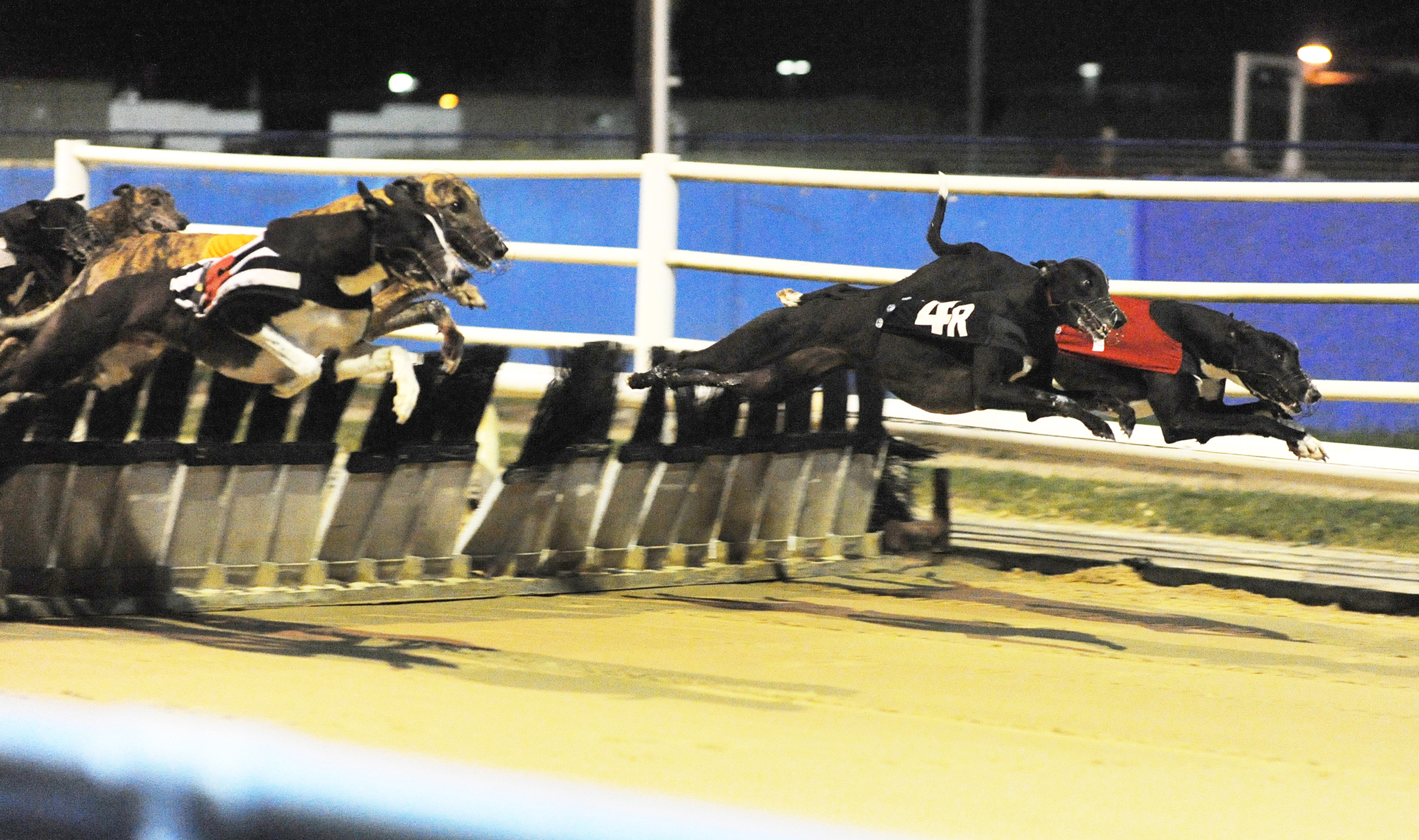 NO BOK ON WILSON - Greyhound Star | News from the Greyhound Industry
