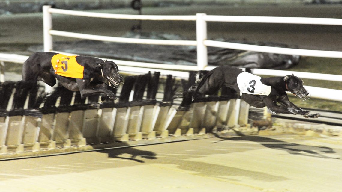 JUMPING, SPRINTING AND MILLERING AT CENTRAL PARK - Greyhound Star ...