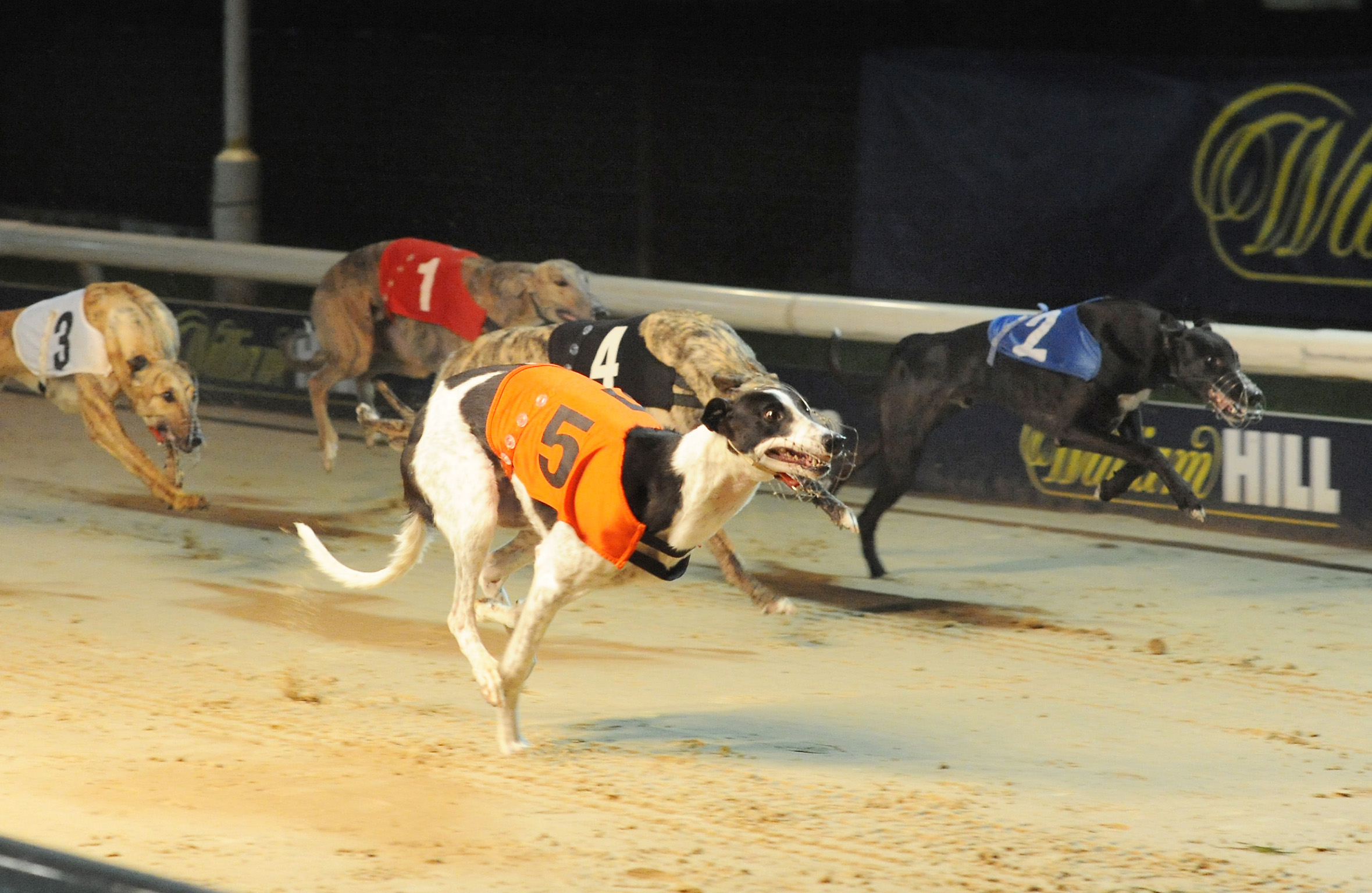 LADBROKES PUPPY DERBY FORM - Greyhound Star | News from the Greyhound ...