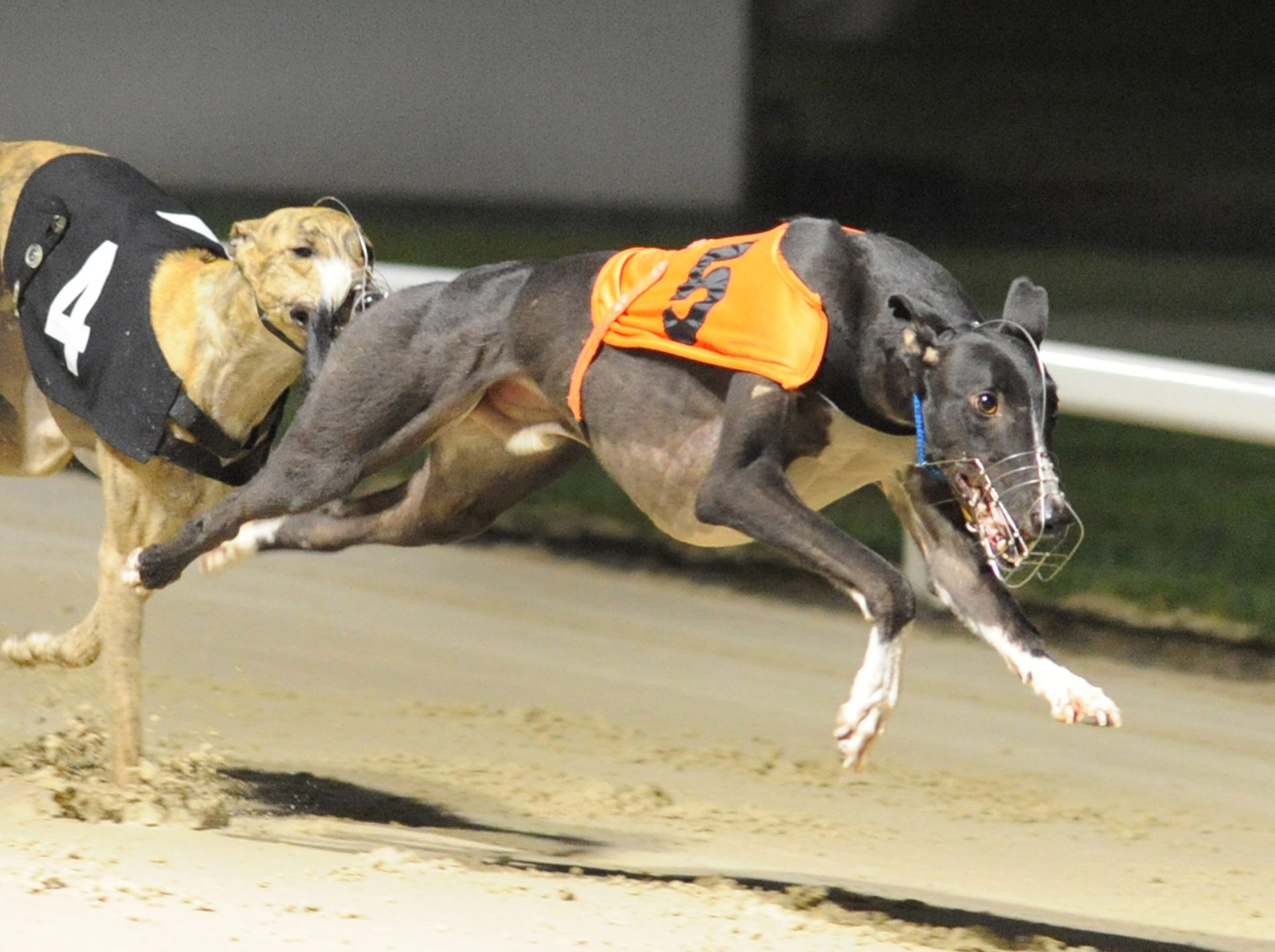 TOP 100 OPEN RACE WINNERS - Greyhound Star | News from the Greyhound ...