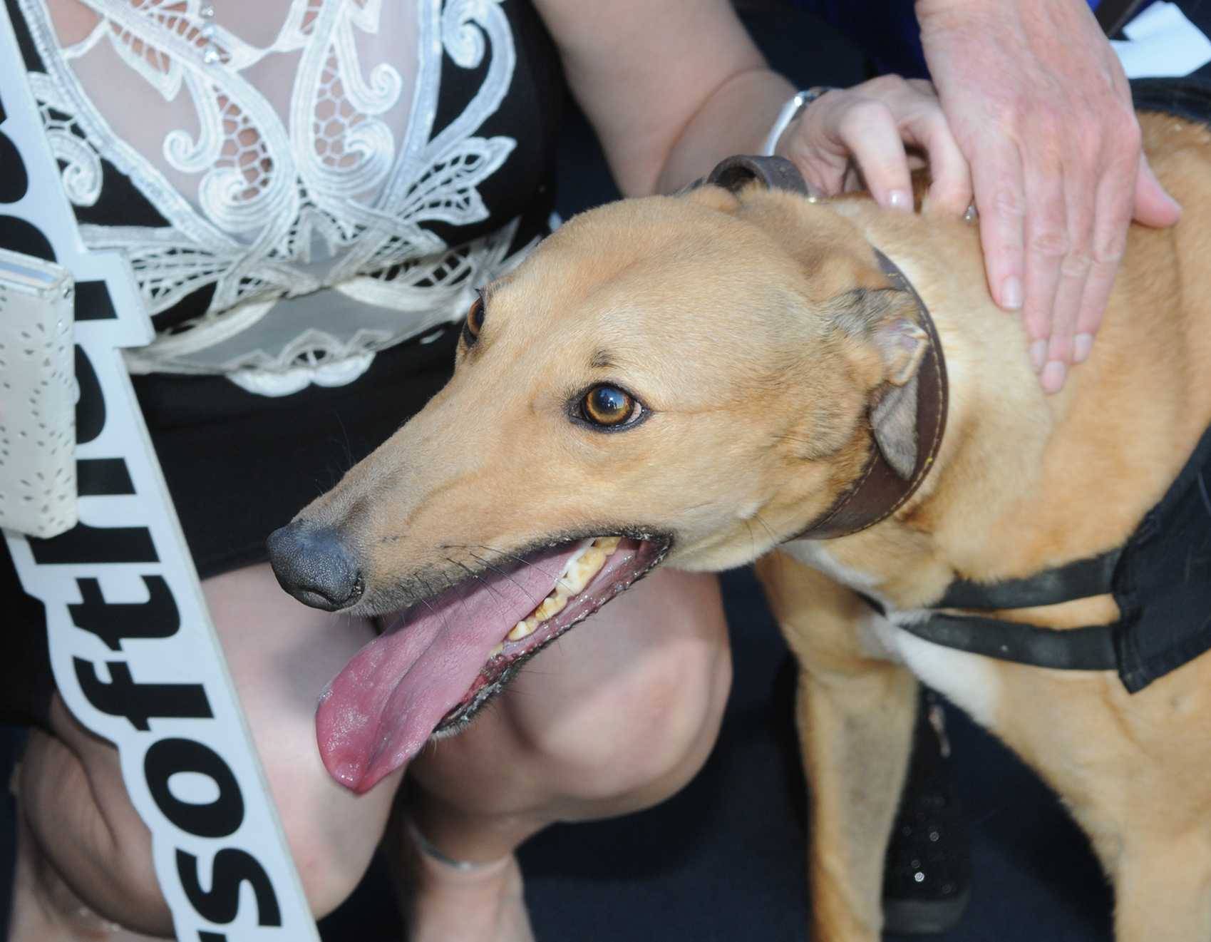 SPECIAL DERBY II & STEVE NASH PICTURE SPECTACULAR - Greyhound Star ...