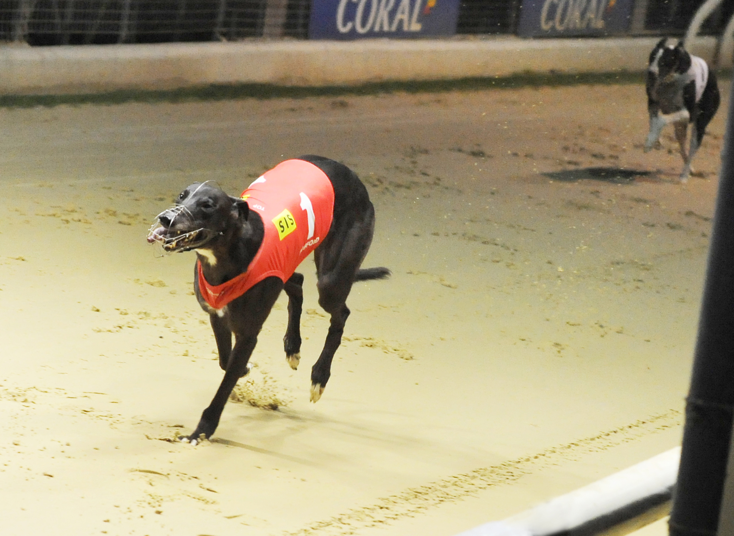 BULLET SHOOTS INTO GREYHOUND OF YEAR RECKONING IN CHAMPION STAKES ...