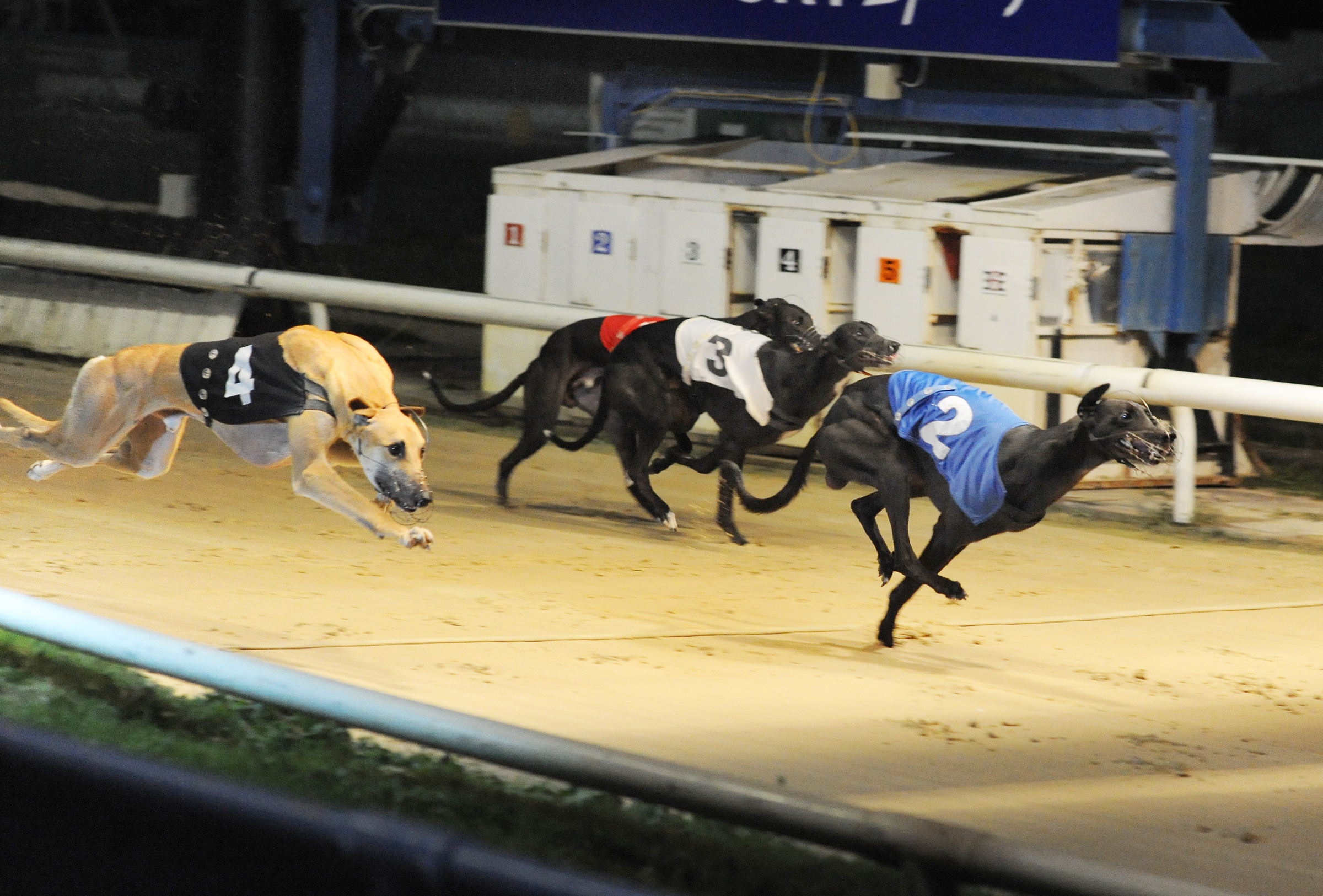 Turbo boosted by draw in Kent Derby (full form) - Greyhound Star | News ...