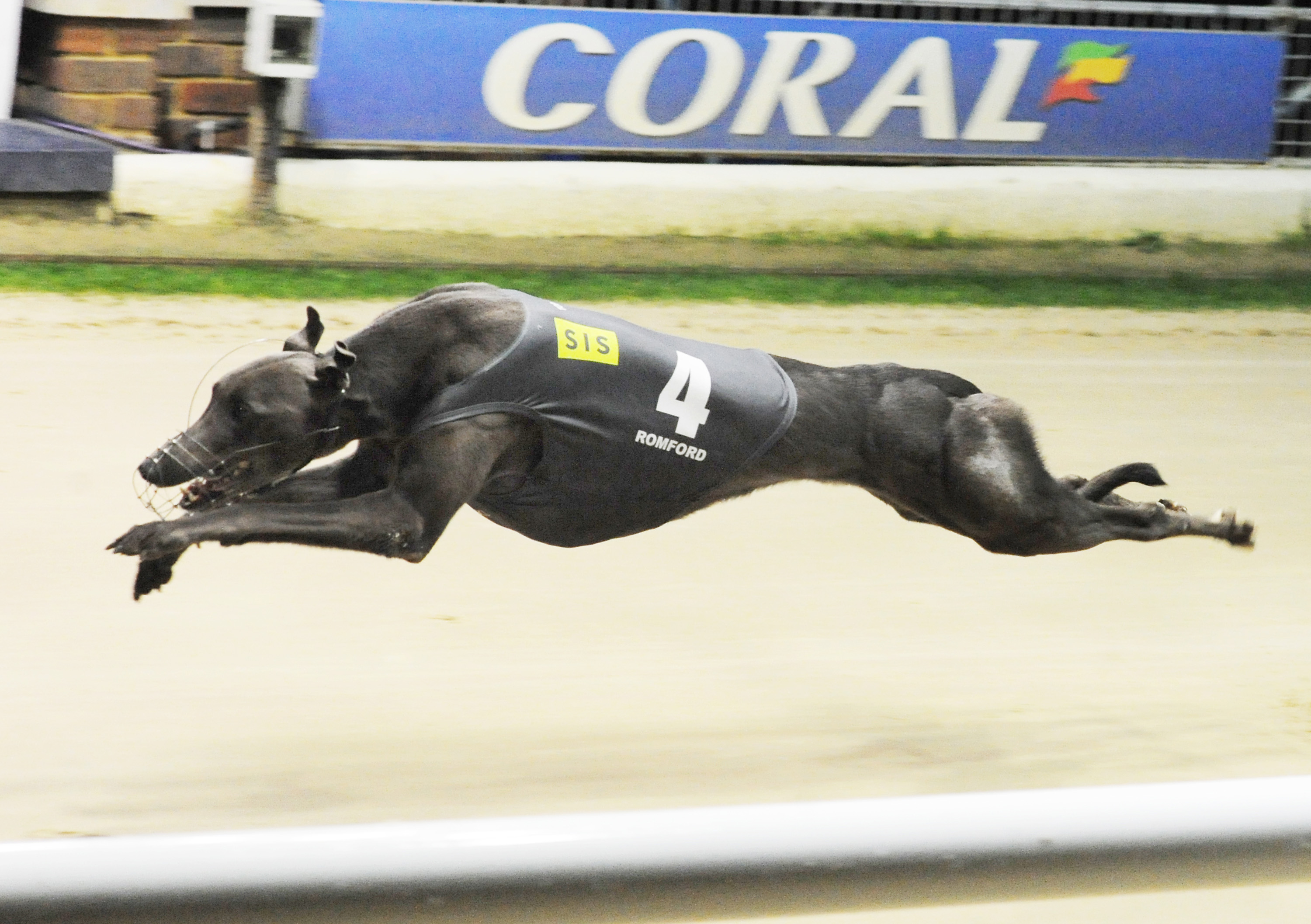 SHARING GOLD AT THE TOP OF THE LEADER BOARD - Greyhound Star | News ...