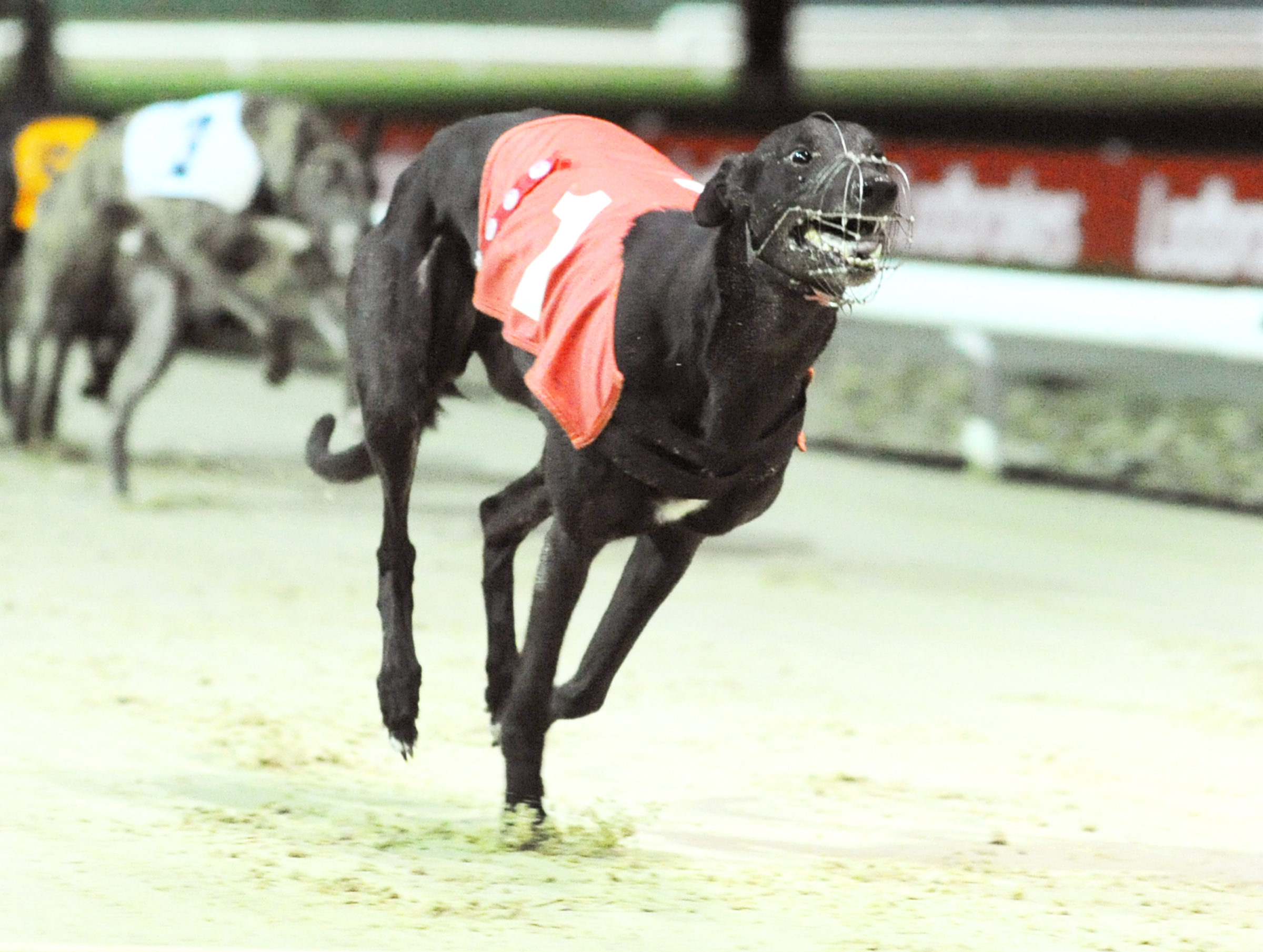STARDOM THE NEW JACKET FAVOURITE - Greyhound Star | News from the ...