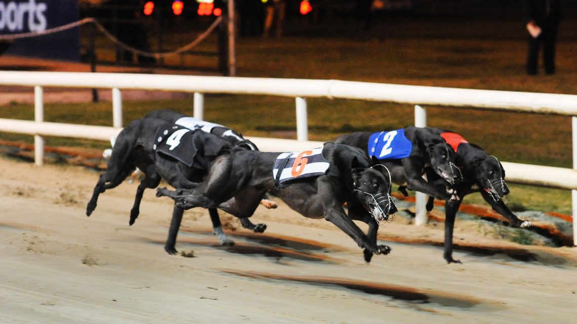 GRAHAM HOLLAND: RUN A BLINDER . . . OR A SWIFT - Greyhound Star | News ...