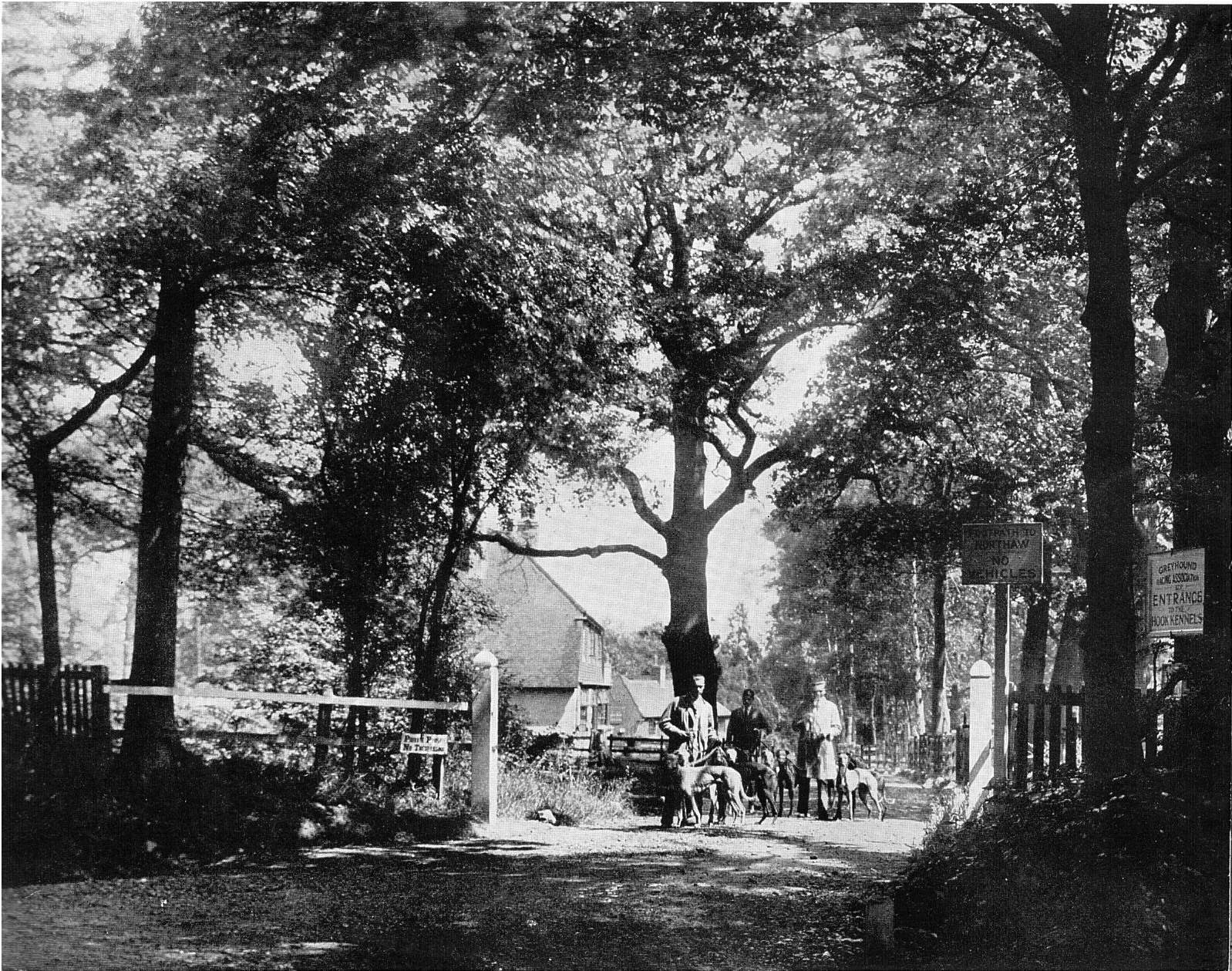 REMEMBER WHEN: NORTHAW SPECIAL - BY FLOYD AMPHLETT - Greyhound Star ...