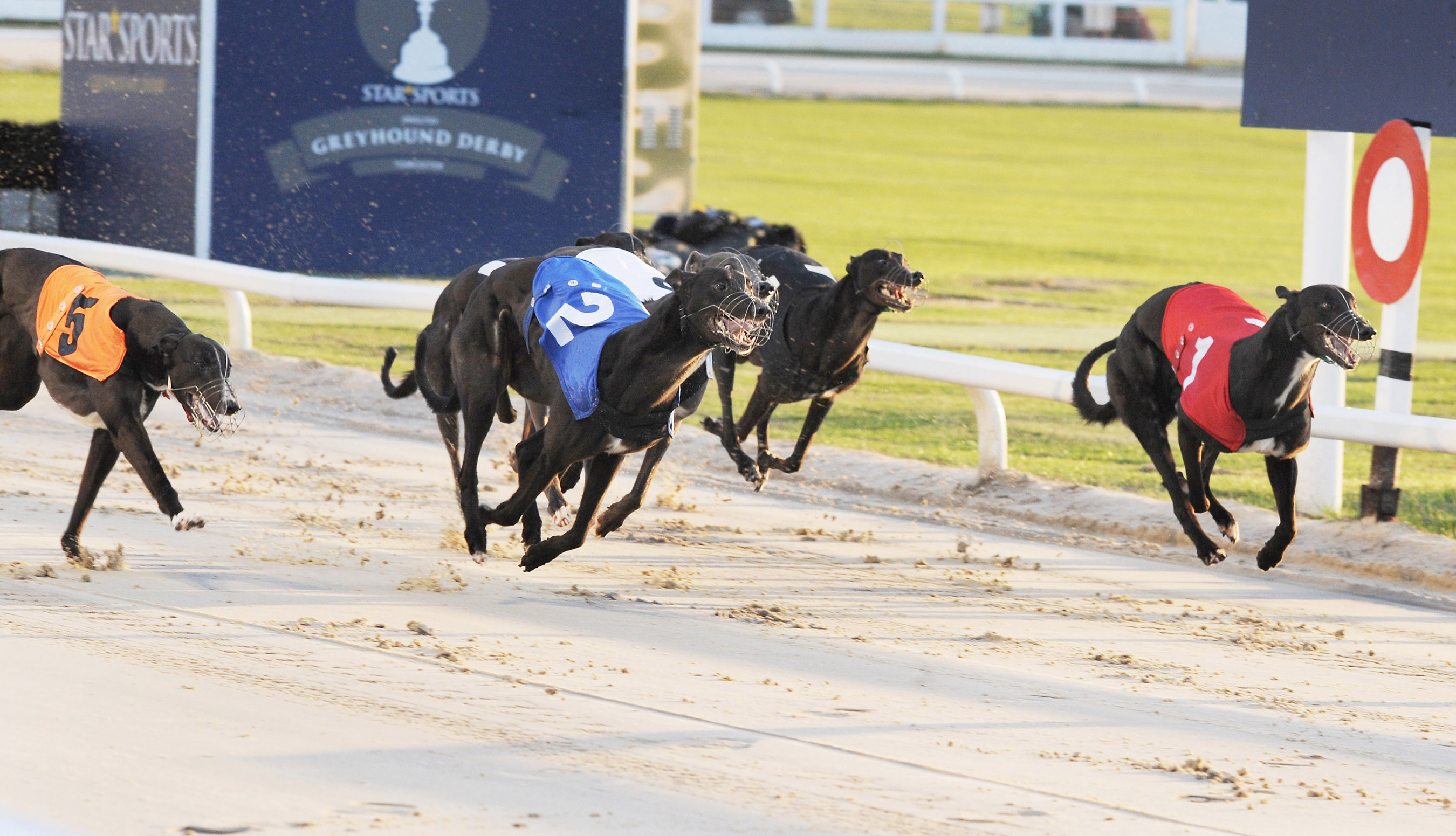 HENLOW MAIDEN DERBY FINAL - WITH FORM AND VIDEOS - Greyhound Star ...