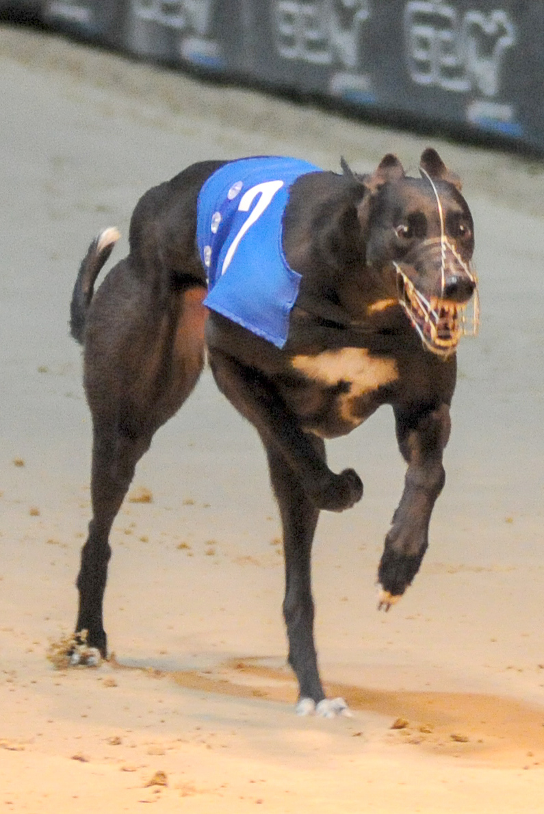 2019 ANNUAL AWARDS - Greyhound Star | News from the Greyhound Industry