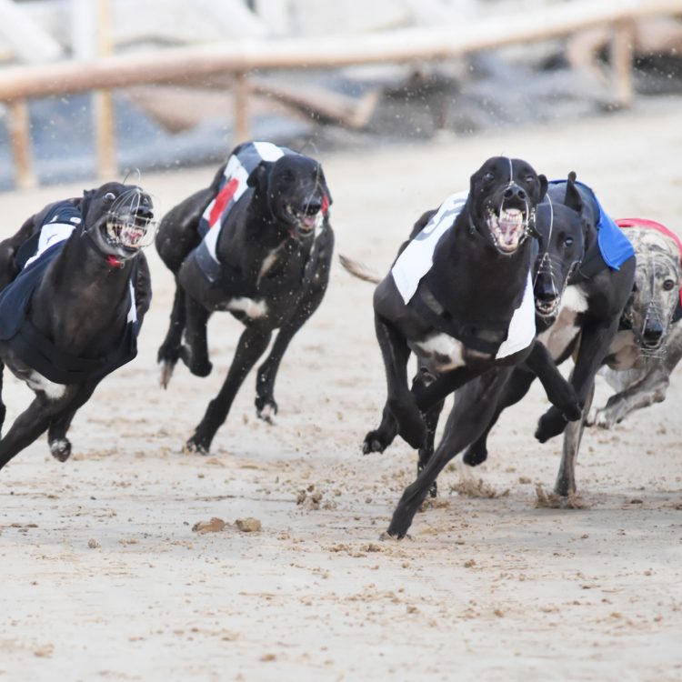 Sheffield - Greyhound Star | News from the Greyhound Industry