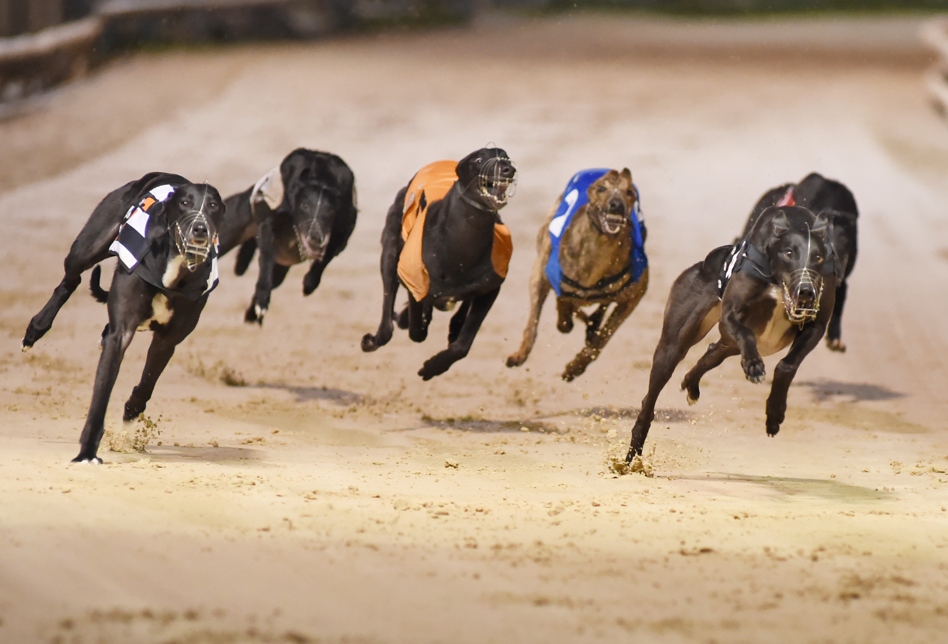 FASTEST OF YEAR - Greyhound Star | News from the Greyhound Industry