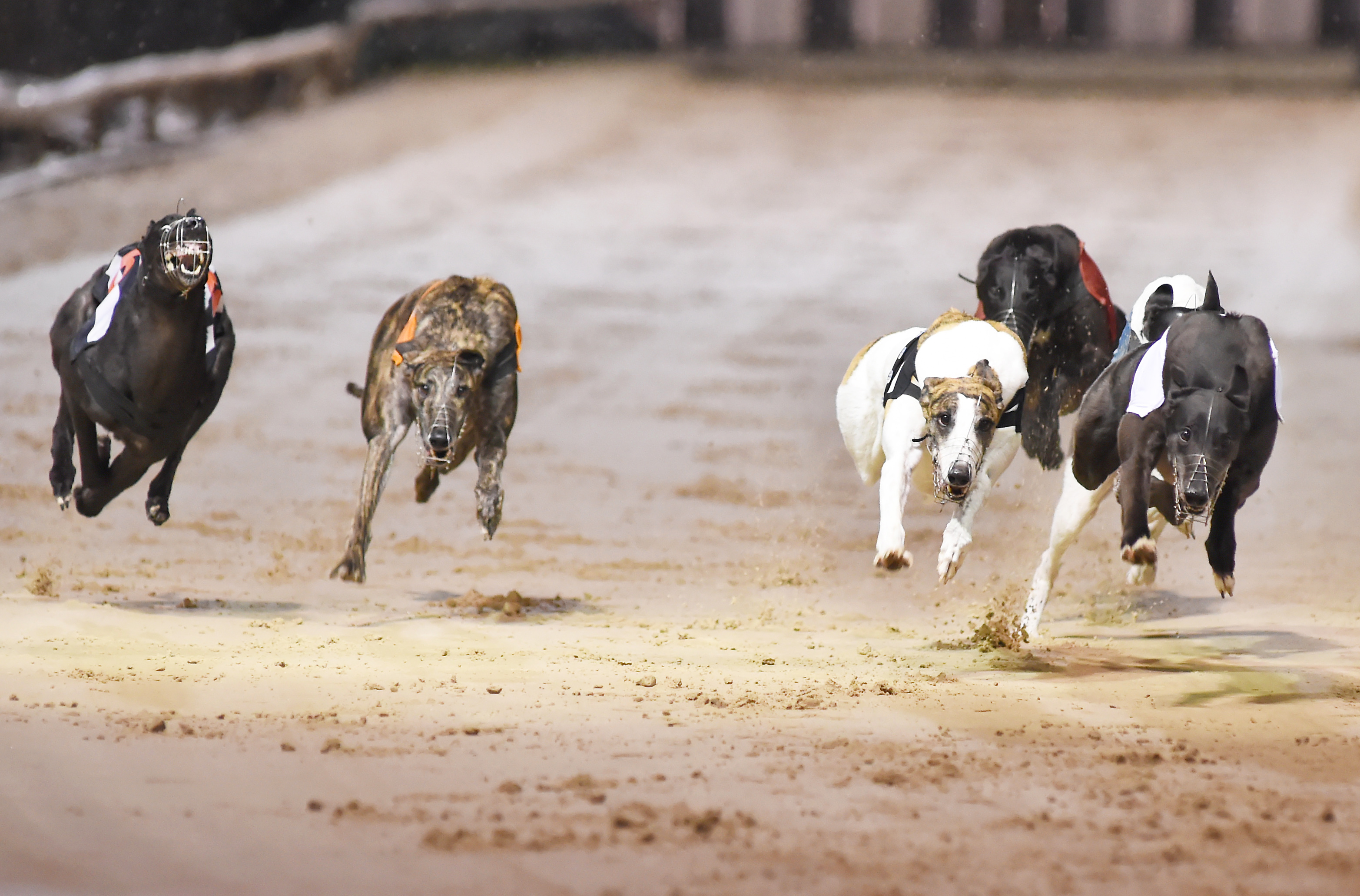 CHAMPION ANGELA - Greyhound Star | News from the Greyhound Industry