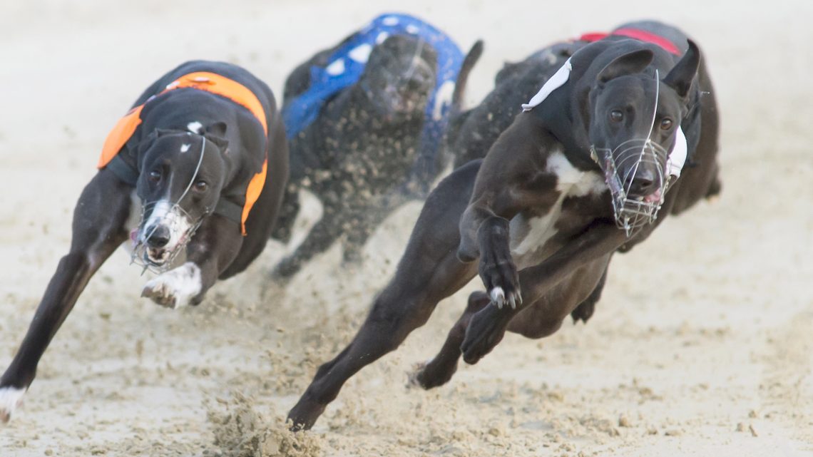 OPEN RACE WINNERS TABLE - Greyhound Star | News from the Greyhound Industry