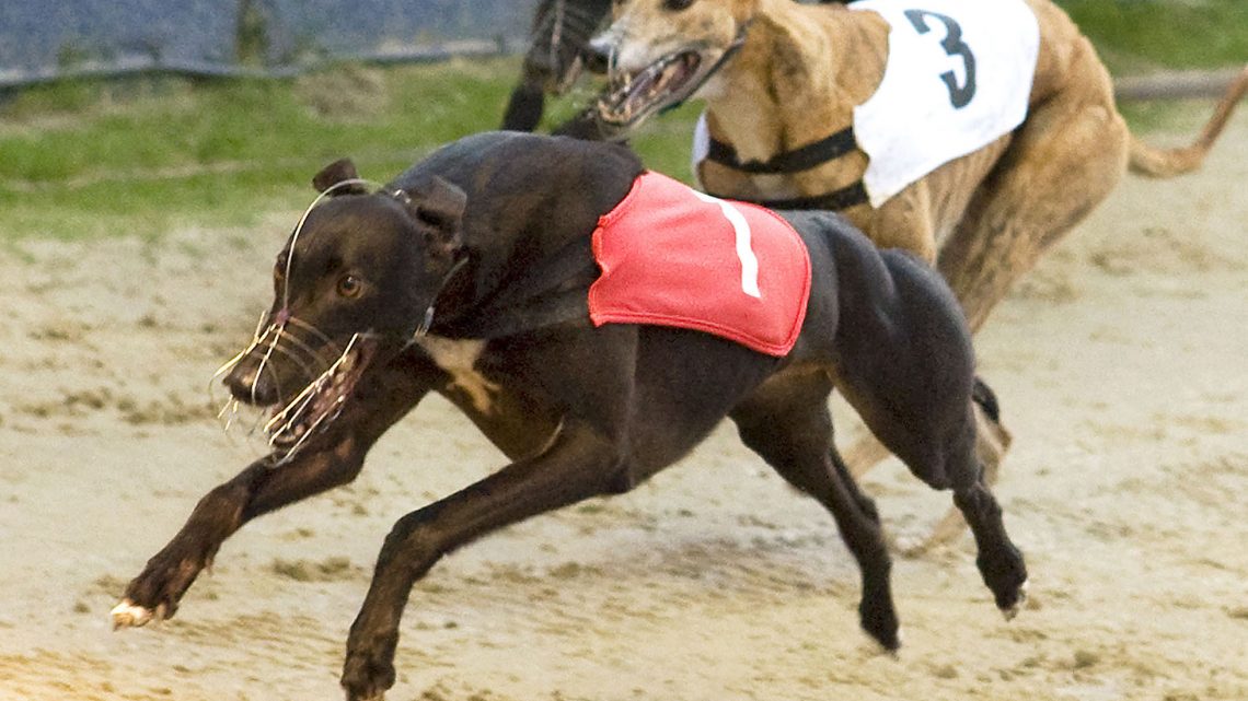 OPEN RACE SIRES & DAMS TABLE - Greyhound Star | News from the Greyhound ...