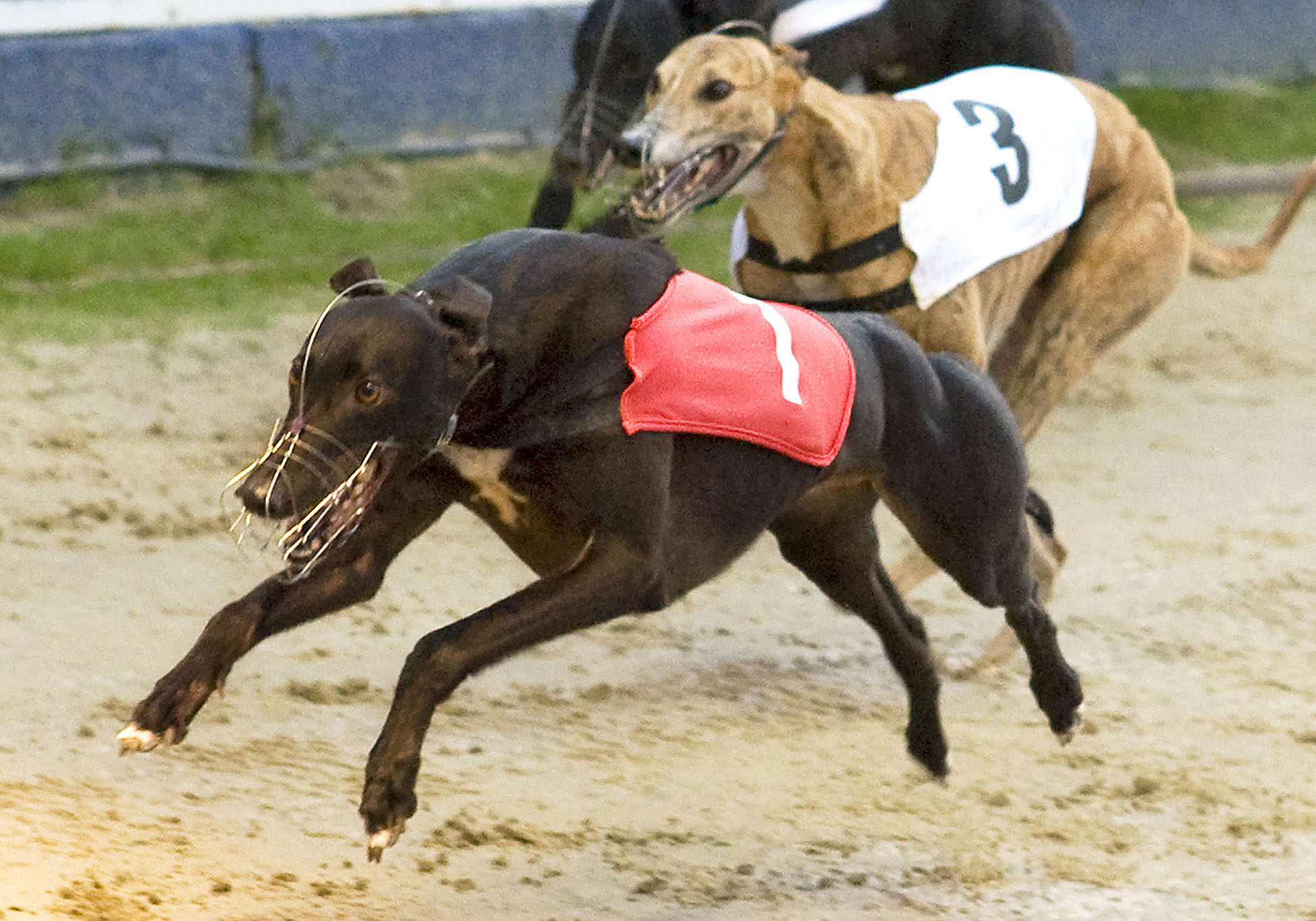 OPEN RACE SIRES & DAMS TABLE - Greyhound Star | News from the Greyhound ...