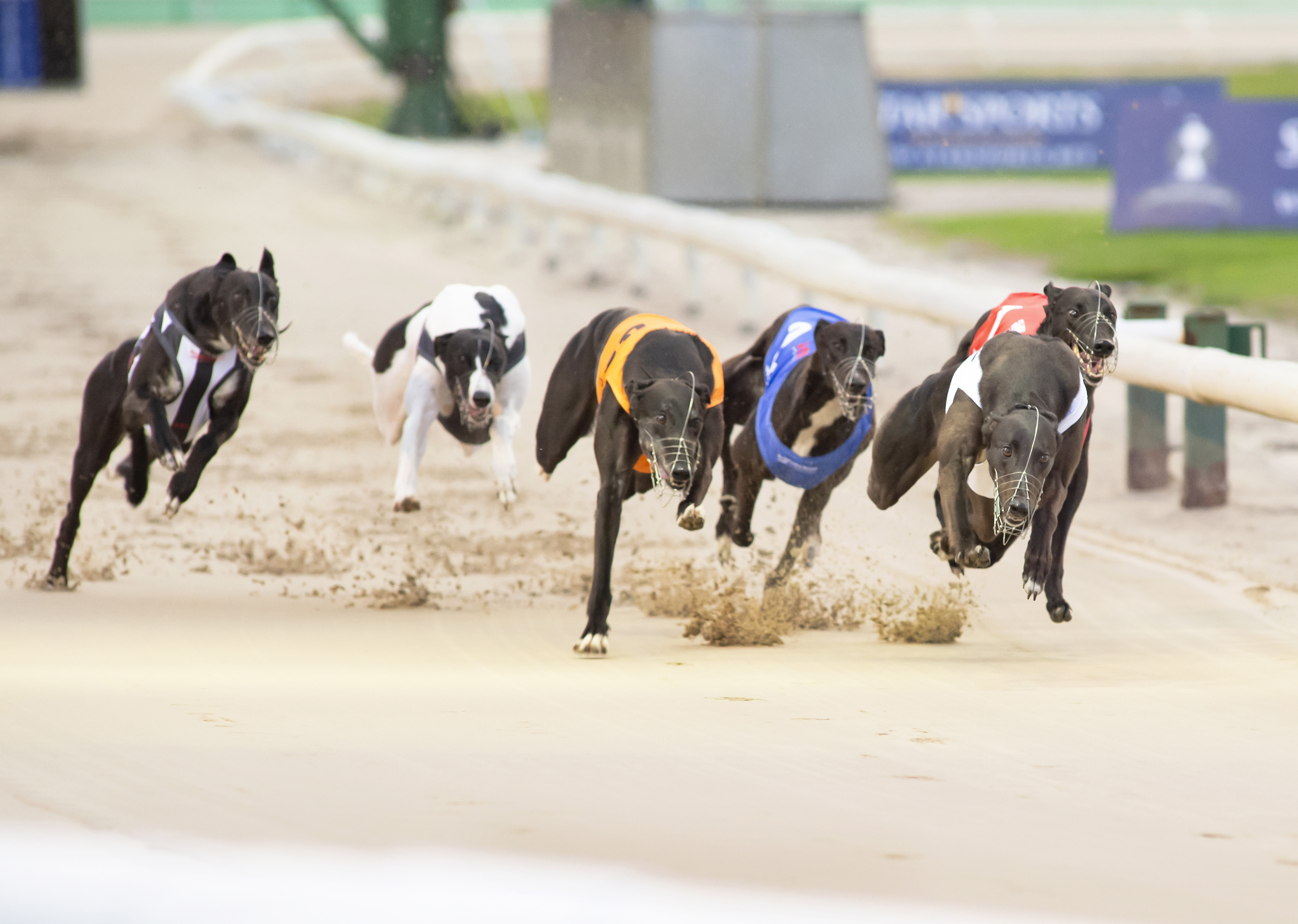 BIG PRICELESS VICTORY - UPDATED - Greyhound Star | News from the ...