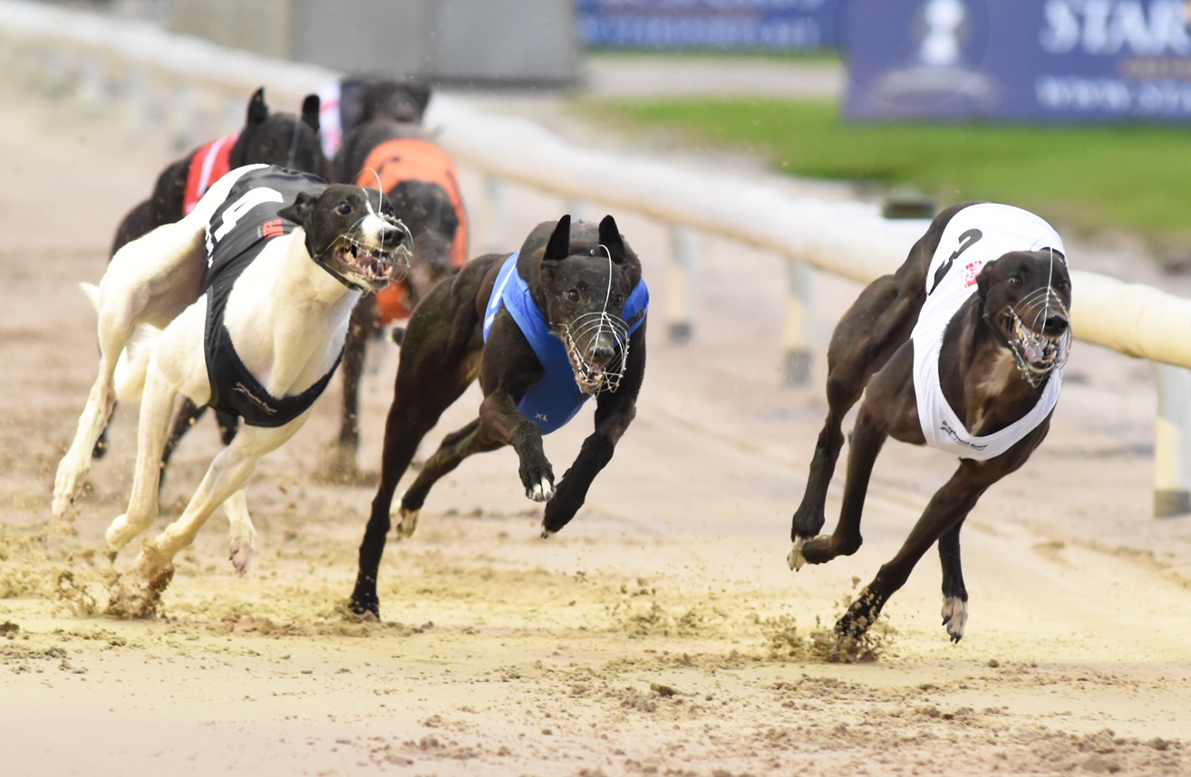 BIG PRICELESS VICTORY - UPDATED - Greyhound Star | News from the ...