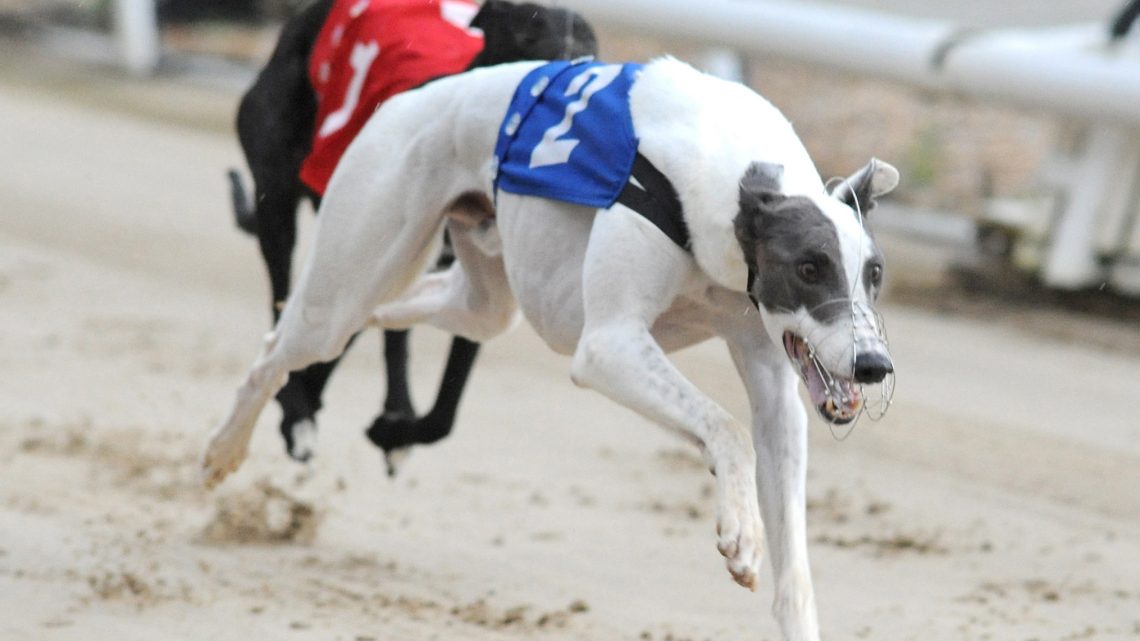 GUYS AND DOLLS SEMI FORM - Greyhound Star | News from the Greyhound ...