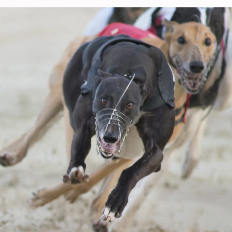 Sheffield - Greyhound Star | News from the Greyhound Industry