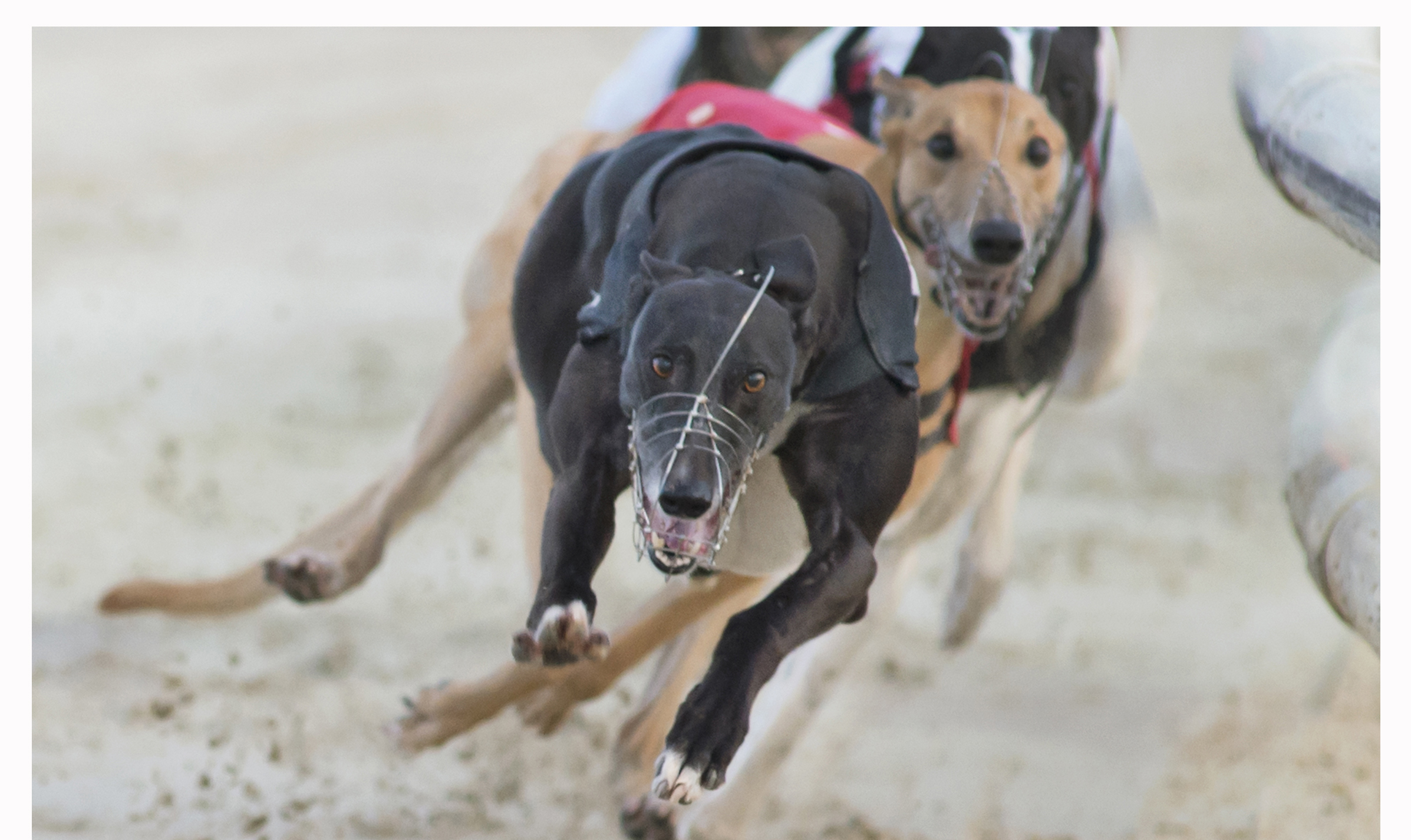 HALF THE STEPS ALREADY BOOKED IN - Greyhound Star | News from the ...