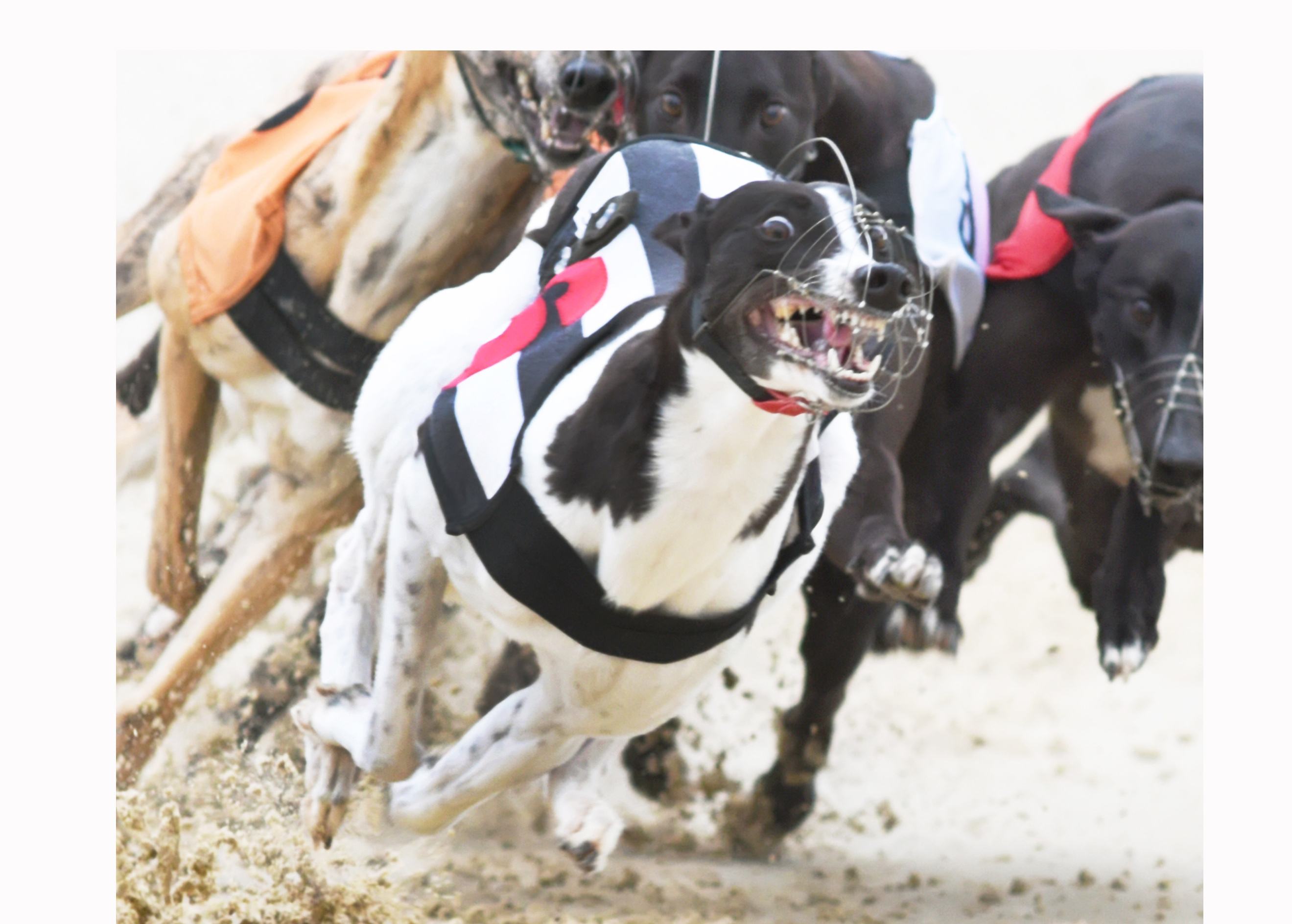 QUICK SKIP IS PRIZE DOLL - Greyhound Star | News from the Greyhound ...