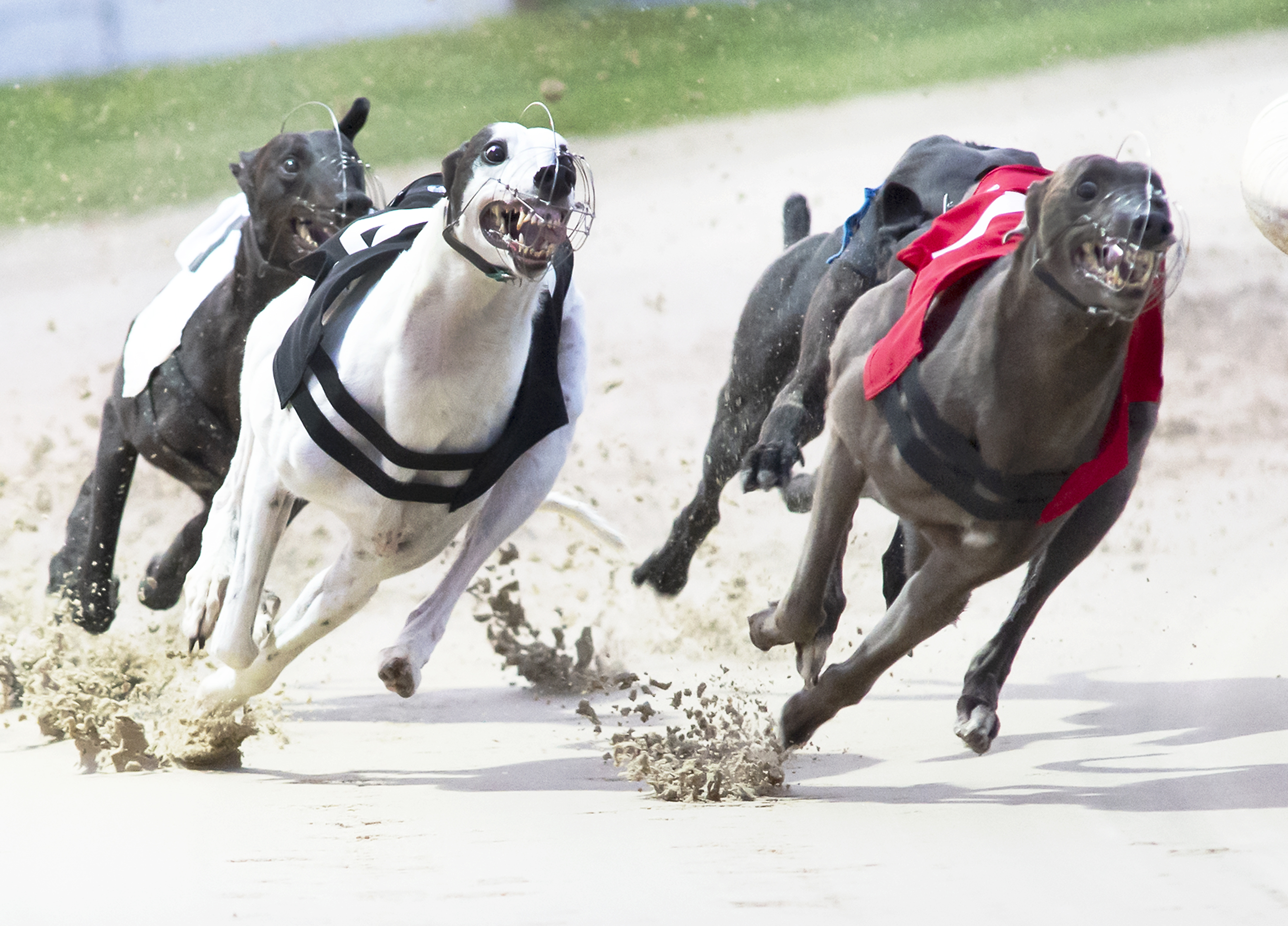 NEVER LOSING HOPE IN PURSUIT OF GOLD - Greyhound Star | News from the ...