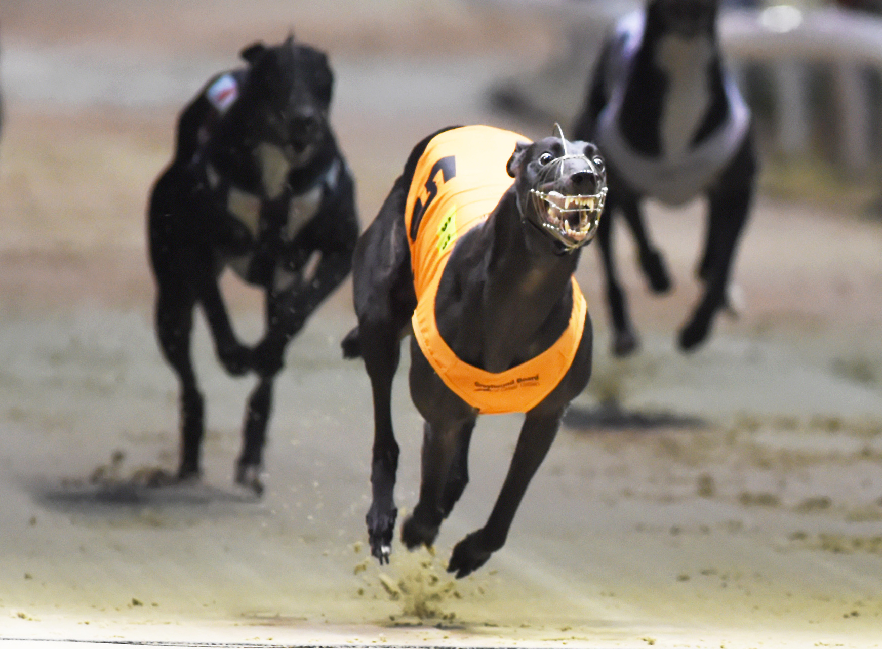 Jet can power to victory - Greyhound Star | News from the Greyhound ...