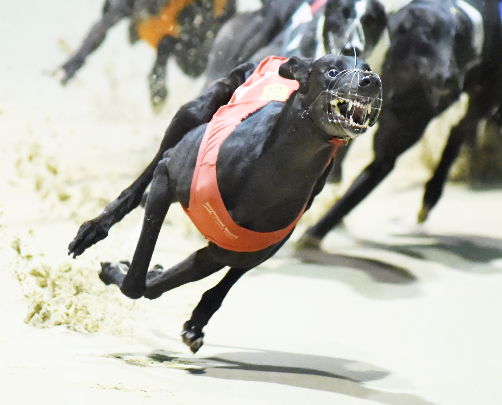 Jet can power to victory - Greyhound Star | News from the Greyhound ...