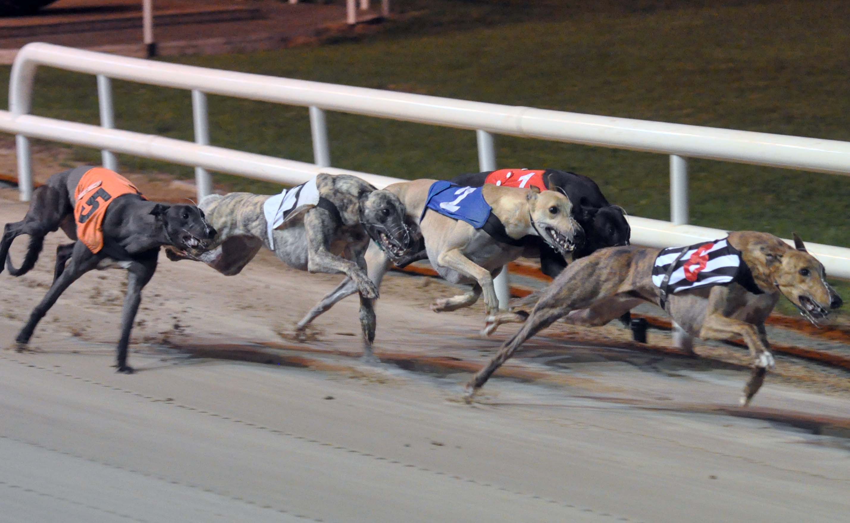 Bocko 2-1 Irish Derby favourite - Greyhound Star | News from the ...