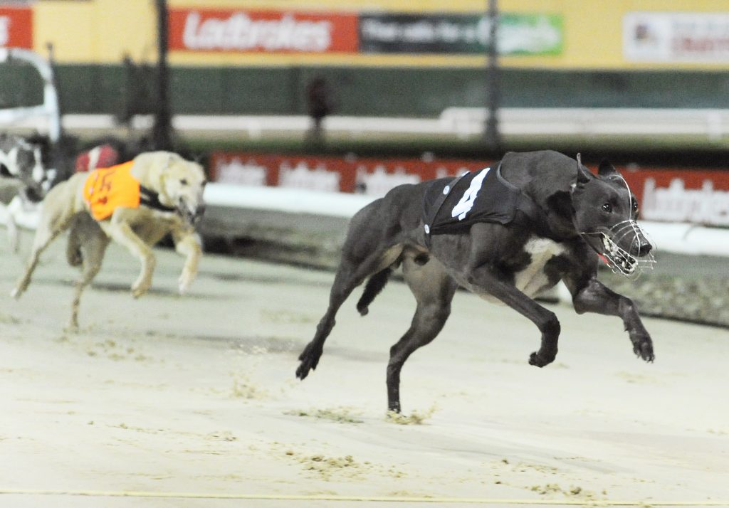 MARK WALLIS: UNCORKING THE EXCITEMENT - Greyhound Star | News from the ...