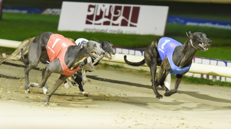 Sheffield - Greyhound Star | News from the Greyhound Industry