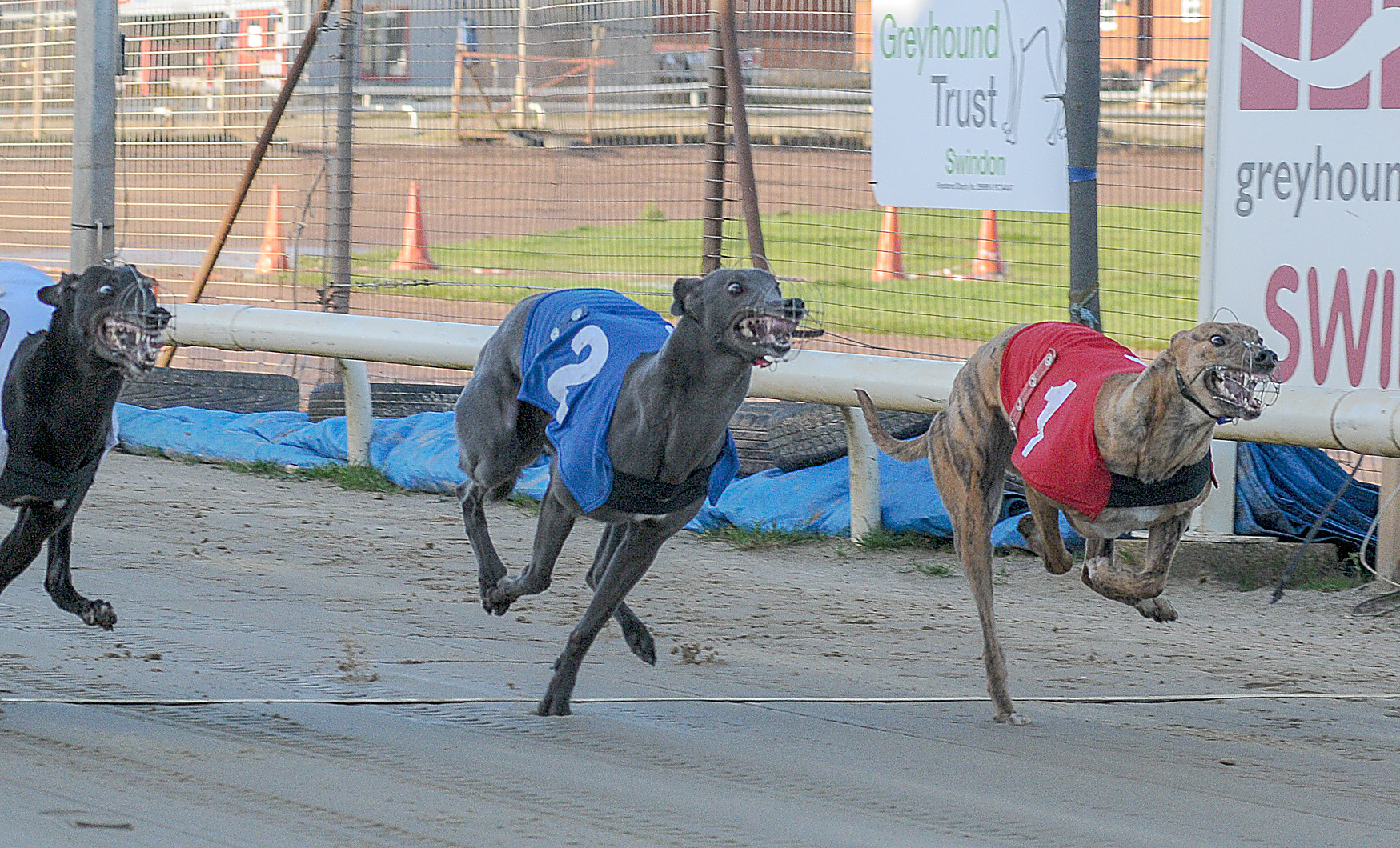 INNOVATION STARTS AT MONMORE - Greyhound Star | News from the Greyhound ...