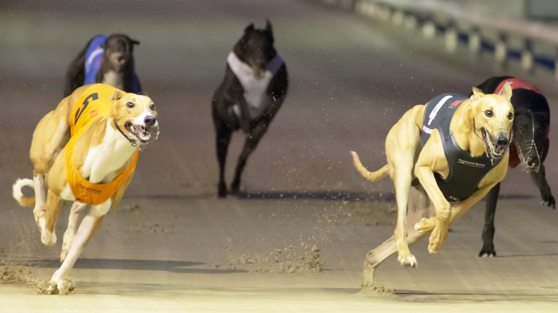 QUICKEST PUNCH AT NOTTINGHAM & SEMI FORM - Greyhound Star | News from ...