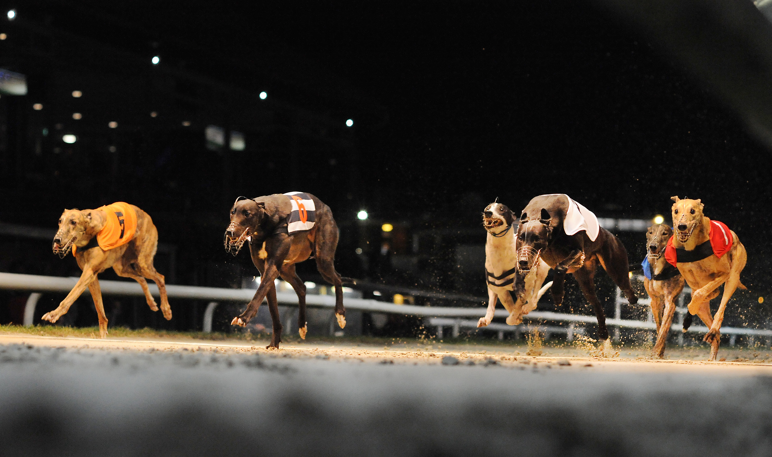 TONIGHT'S WINTER DERBY CARD AT HOVE - Greyhound Star | News from the ...