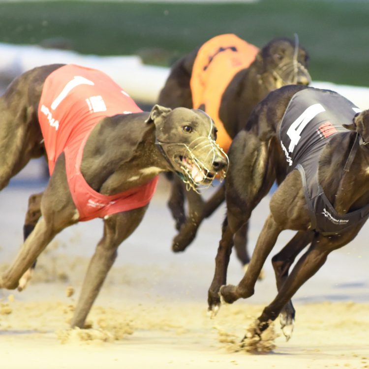 Sheffield - Greyhound Star | News from the Greyhound Industry