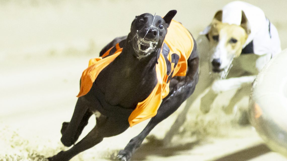 RACING TODAY - Greyhound Star | News from the Greyhound Industry