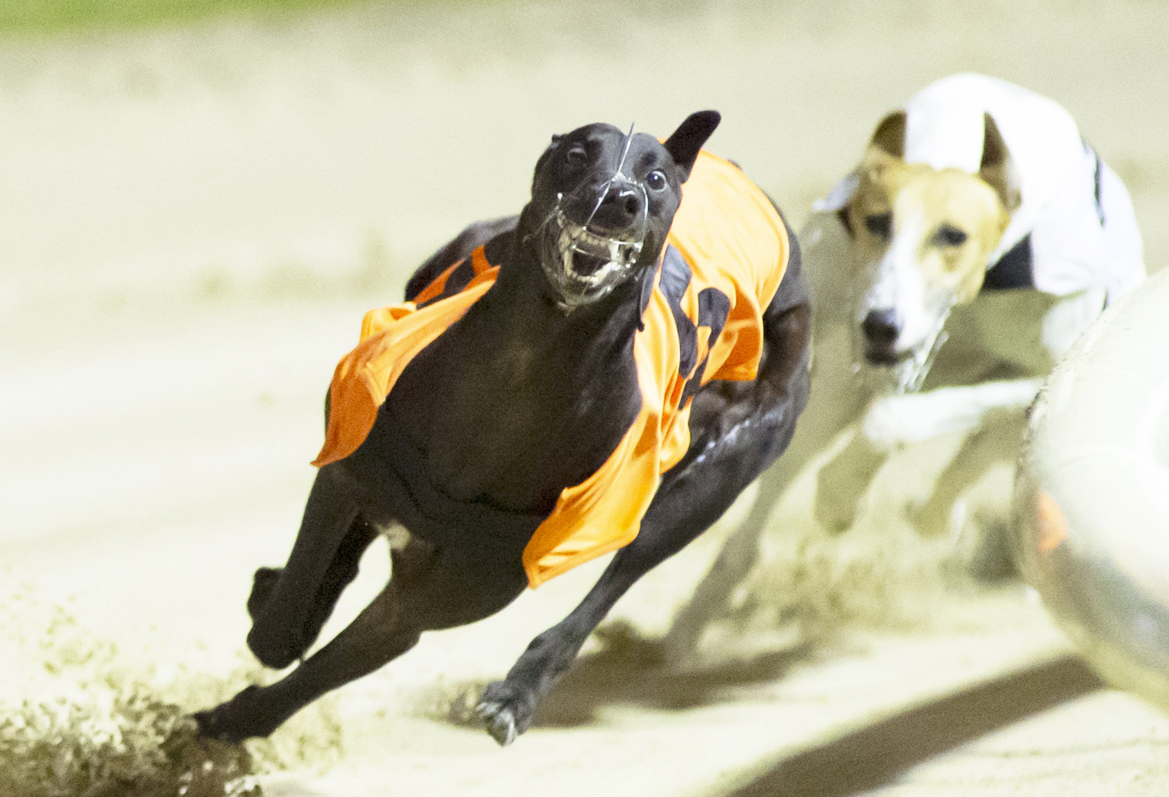 RACING TODAY - Greyhound Star | News from the Greyhound Industry