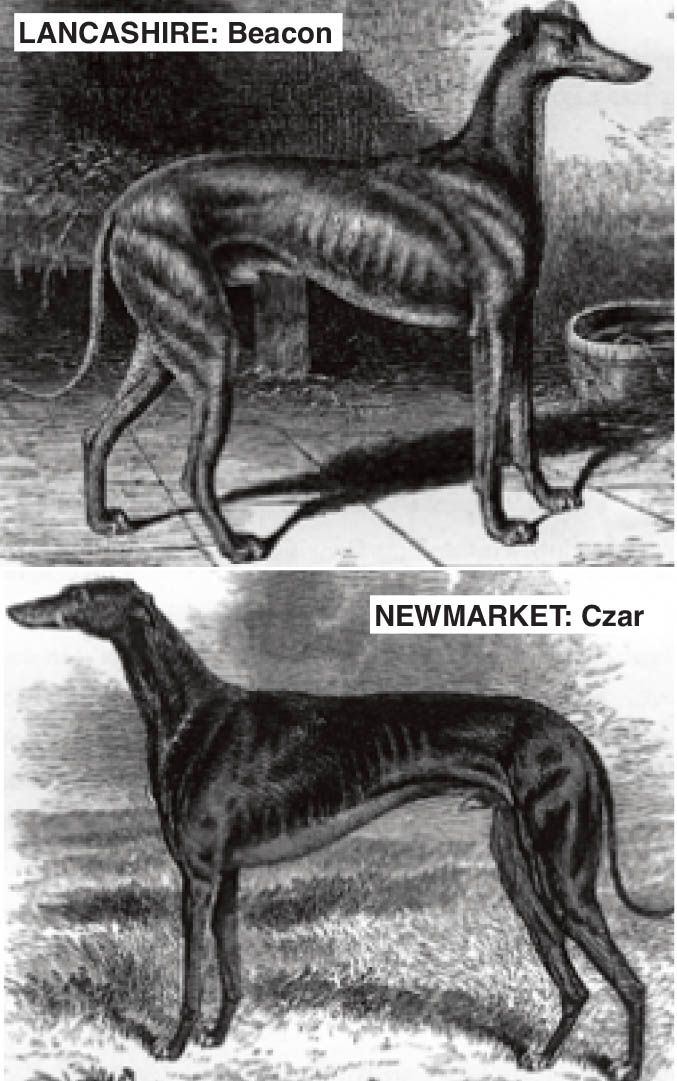 FROM THE ARCHIVE: ORIGINS OF THE BREED - Greyhound Star | News from the ...