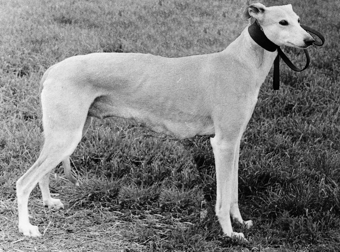 SAVVA - CHAPTER THREE - Greyhound Star | News from the Greyhound Industry
