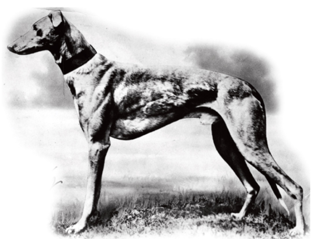 FROM THE ARCHIVE: ALL TIME TOP 10? - Greyhound Star | News from the ...