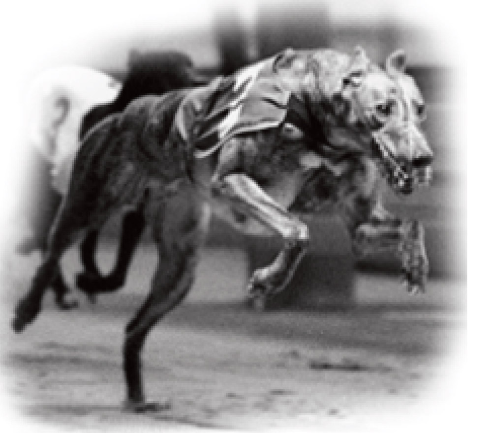 FROM THE ARCHIVE: ALL TIME TOP 10? - Greyhound Star | News from the ...