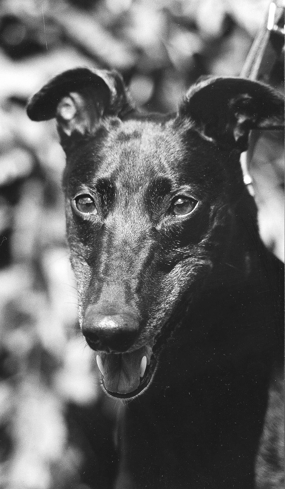 SATURDAY'S PICTURE QUIZ - Greyhound Star | News from the Greyhound Industry