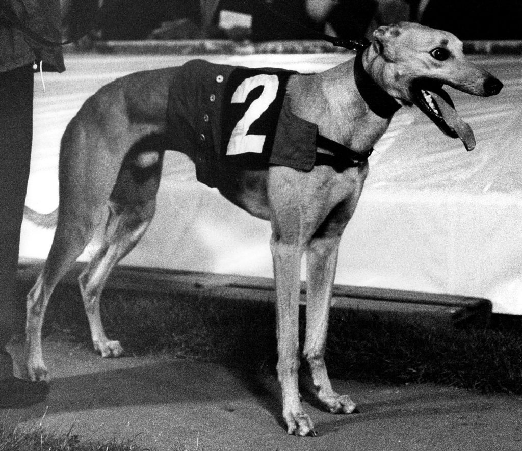 SAVVA - TOP 20 RACERS - PART 1 - Greyhound Star | News from the ...