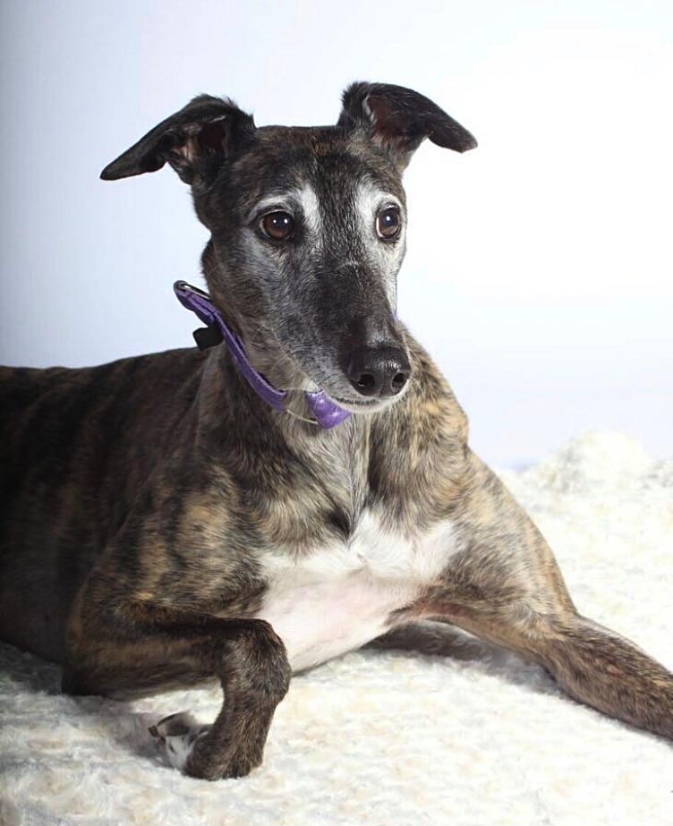 Your Greyhounds History – A Success Story – By Kim Sanzone - Greyhound ...